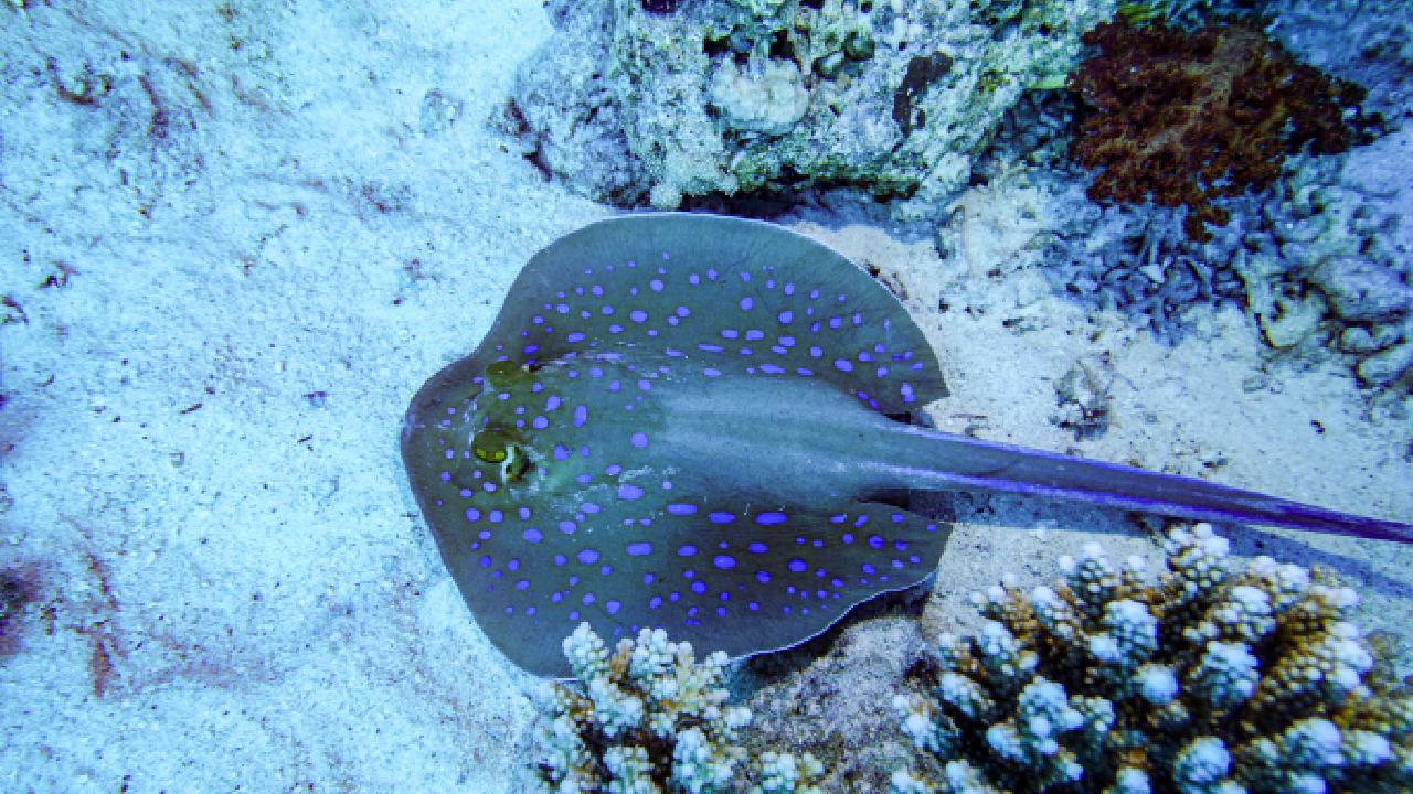 Feeding The Fish: How Port Stephens Animal Adventures Brought Their ...